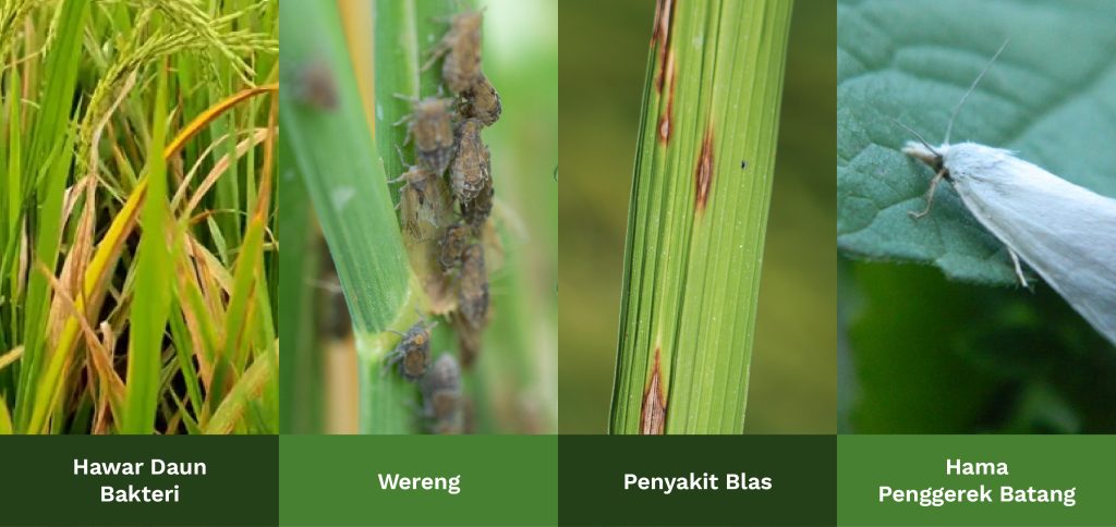 Maxxi Tani | Waspada Serangan Hama Padi saat Musim Hujan!