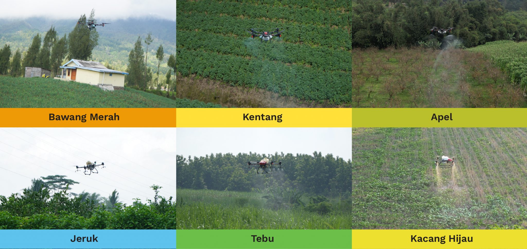 Maxxi Tani | 4 Keunggulan Drone Sprayer untuk Penyemprotan Tanaman Horti